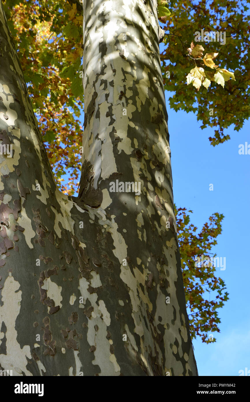 Ree top hi-res stock photography and images - Alamy