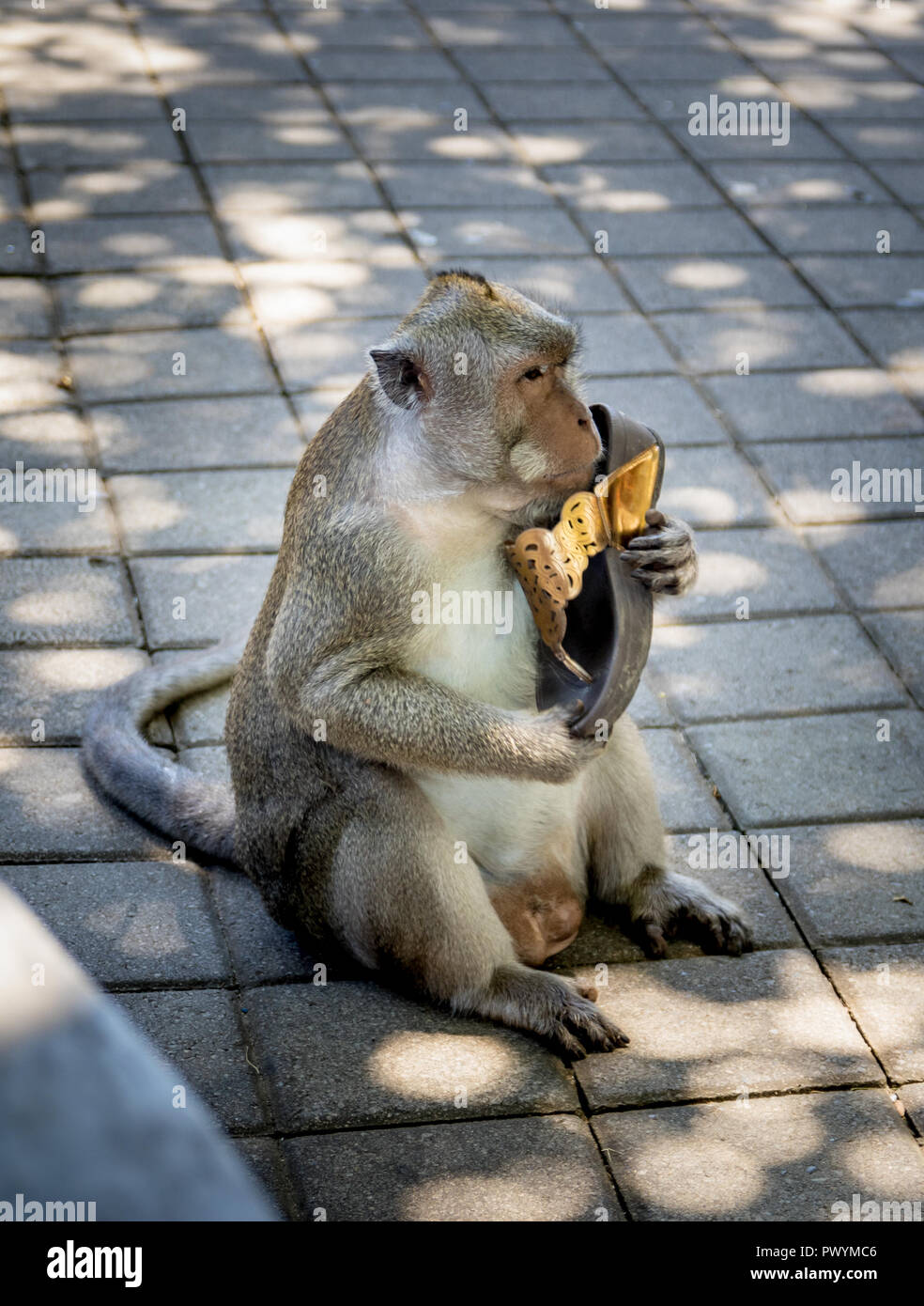 Uluwatu temple monkey steal hi-res stock photography and images - Alamy