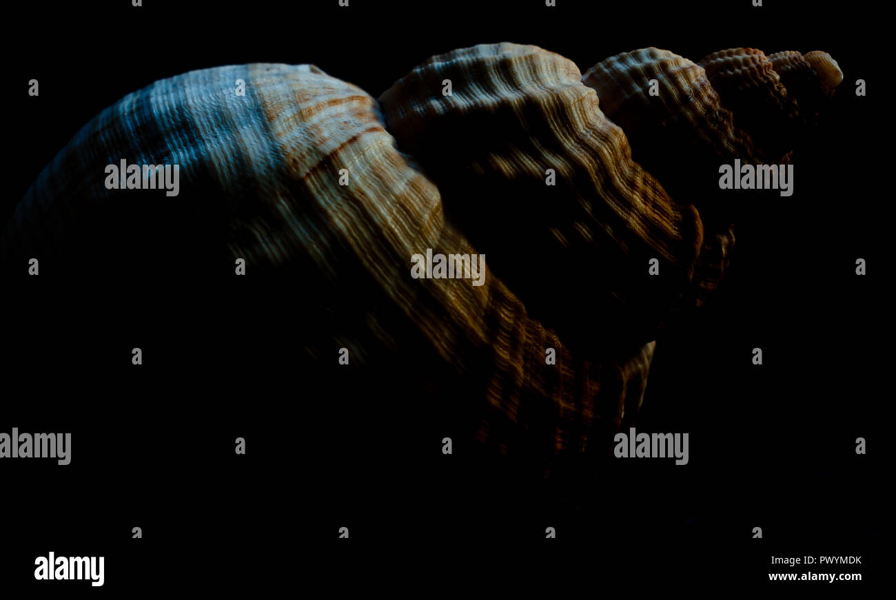 High contrast image of a shell with black background Stock Photo - Alamy
