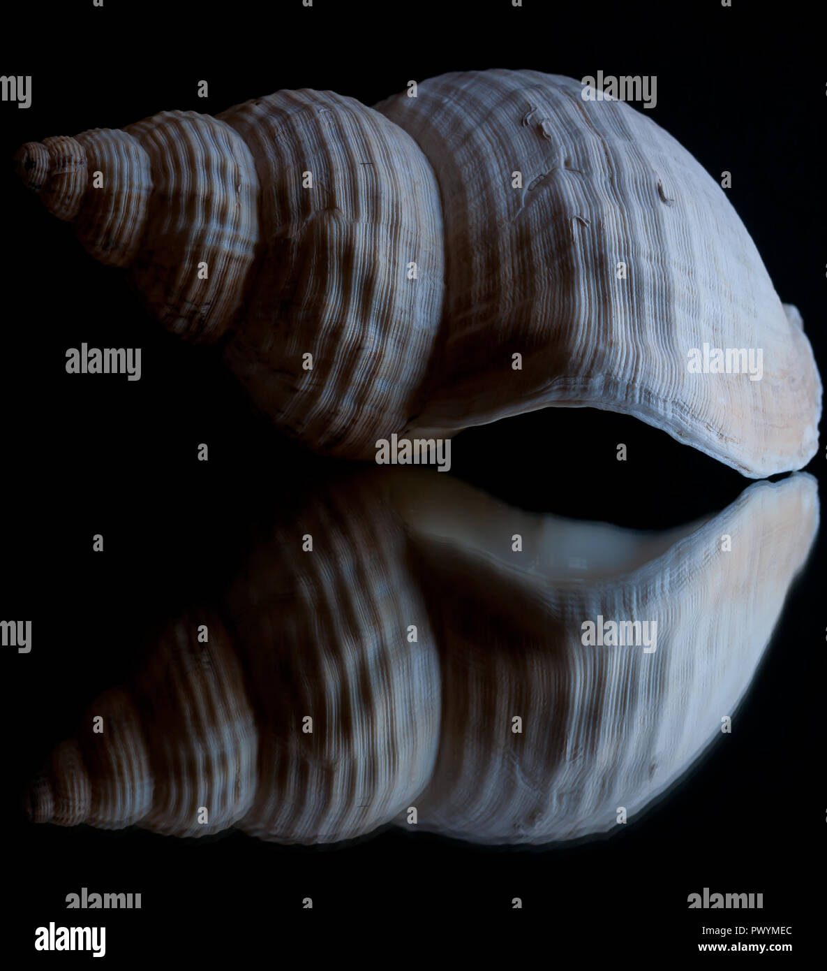 High contrast image and reflection of a seashell with black background ...