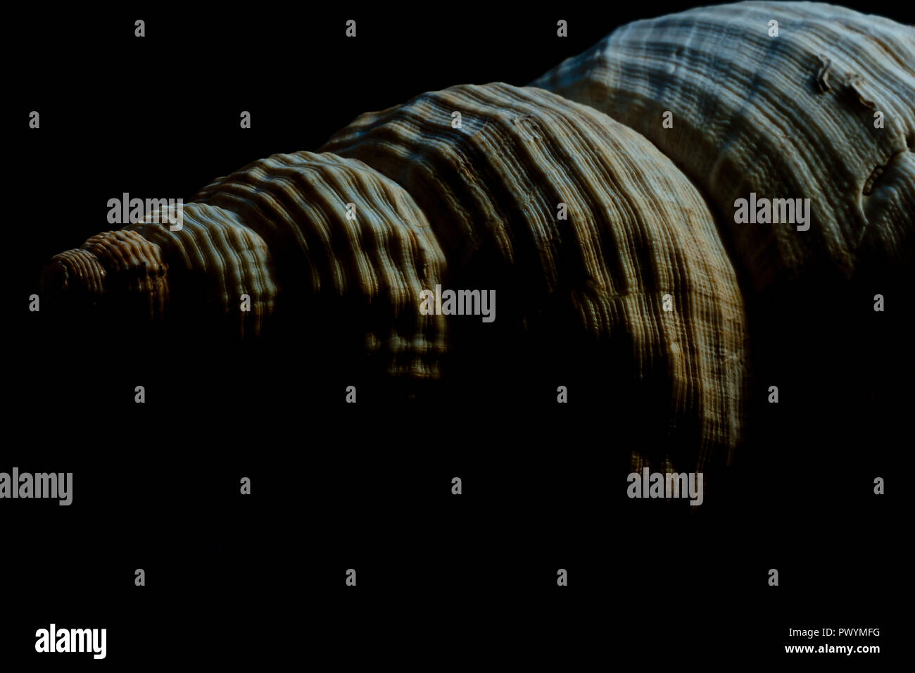 High contrast image shell hi-res stock photography and images - Alamy