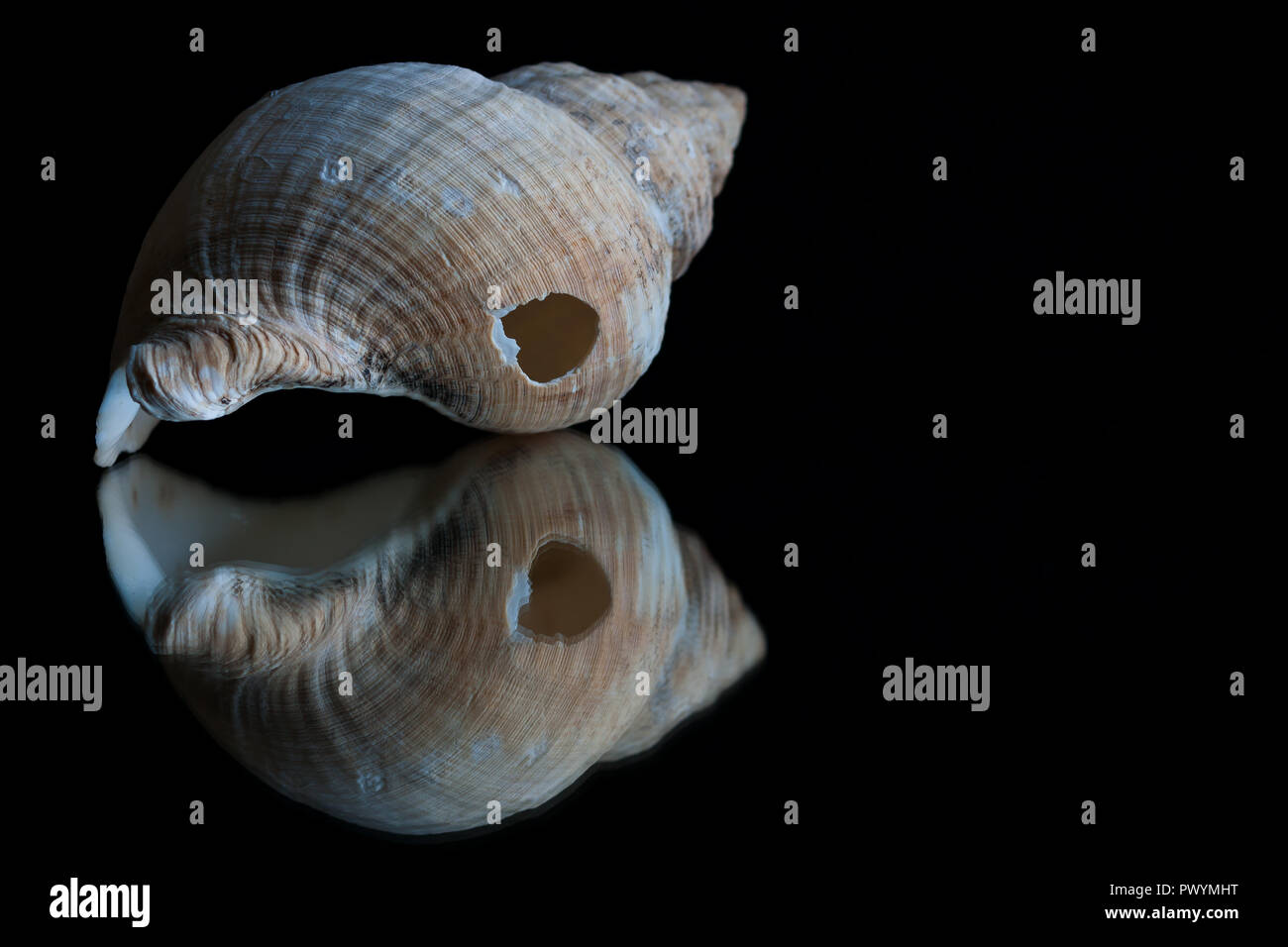 High contrast image and reflection of a seashell with space for text ...