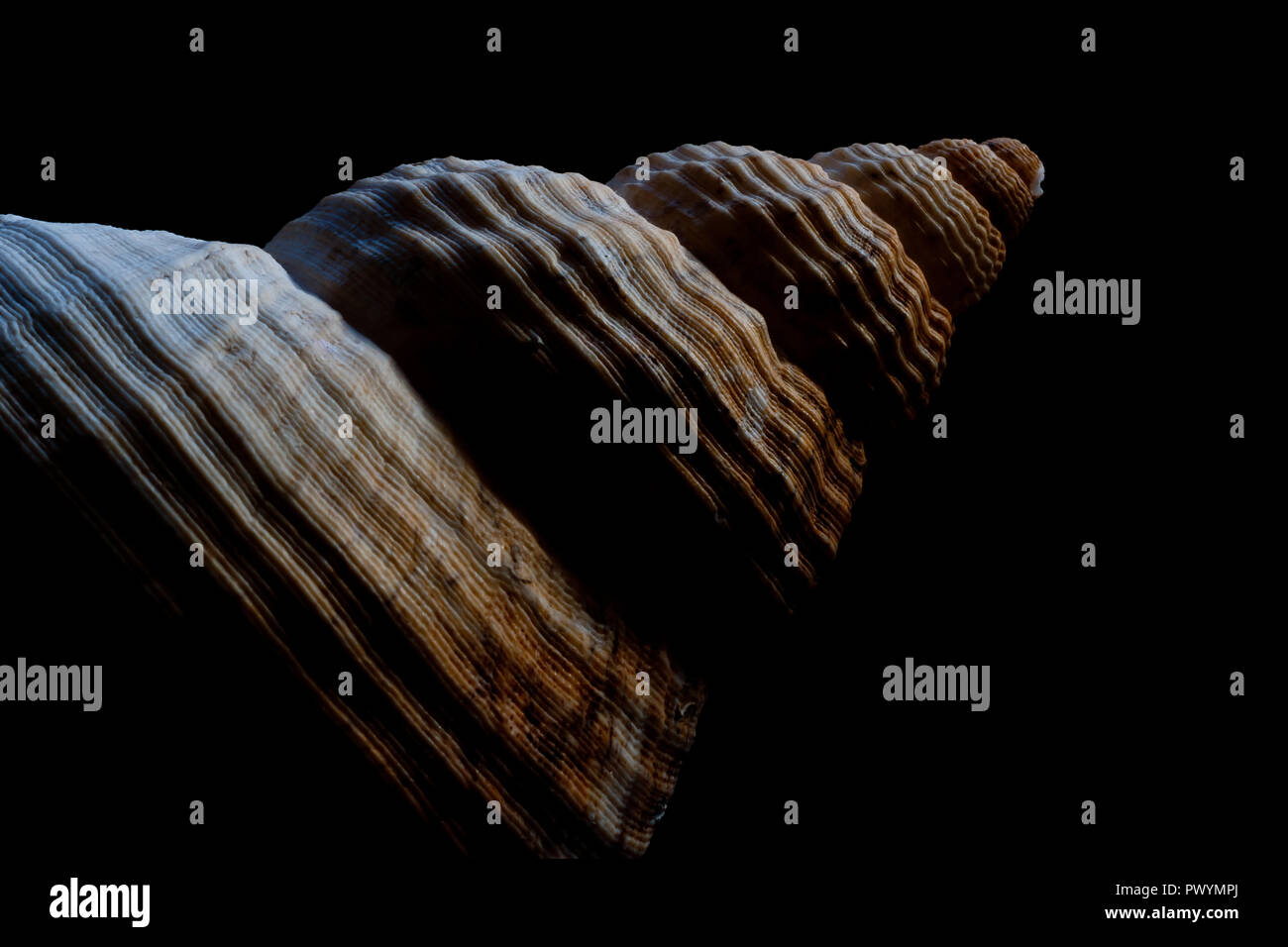 High contrast image of a shell with black background Stock Photo - Alamy