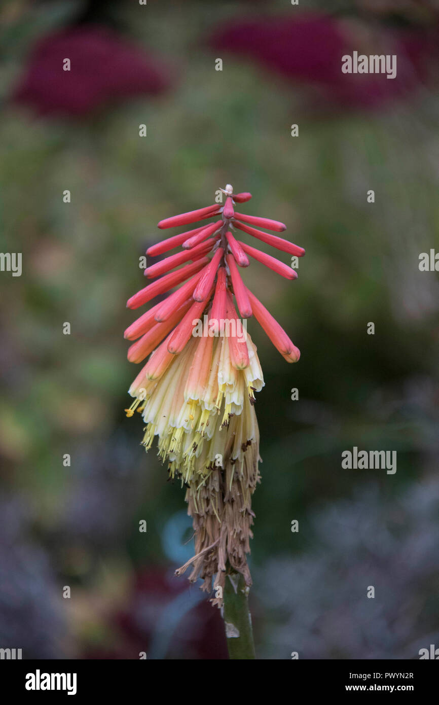 Red hot poker lily hi-res stock photography and images - Alamy