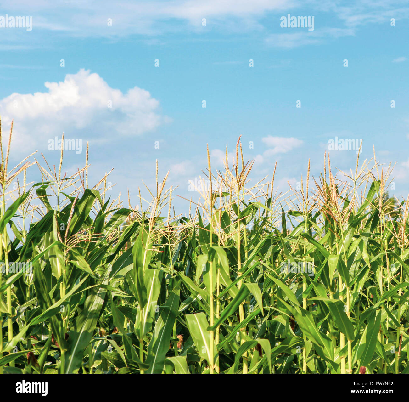 Maize production in ecologically clean area Stock Photo - Alamy