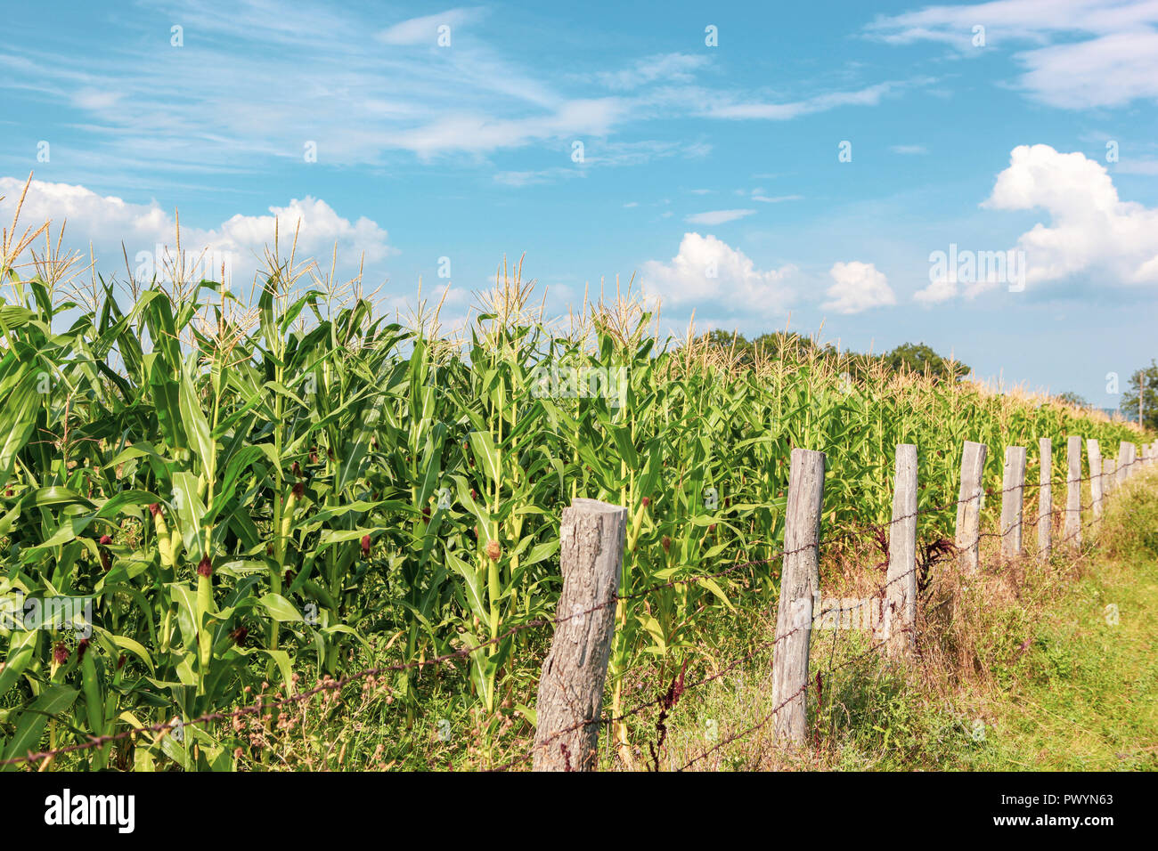 Ecologically clean production hi-res stock photography and images - Alamy