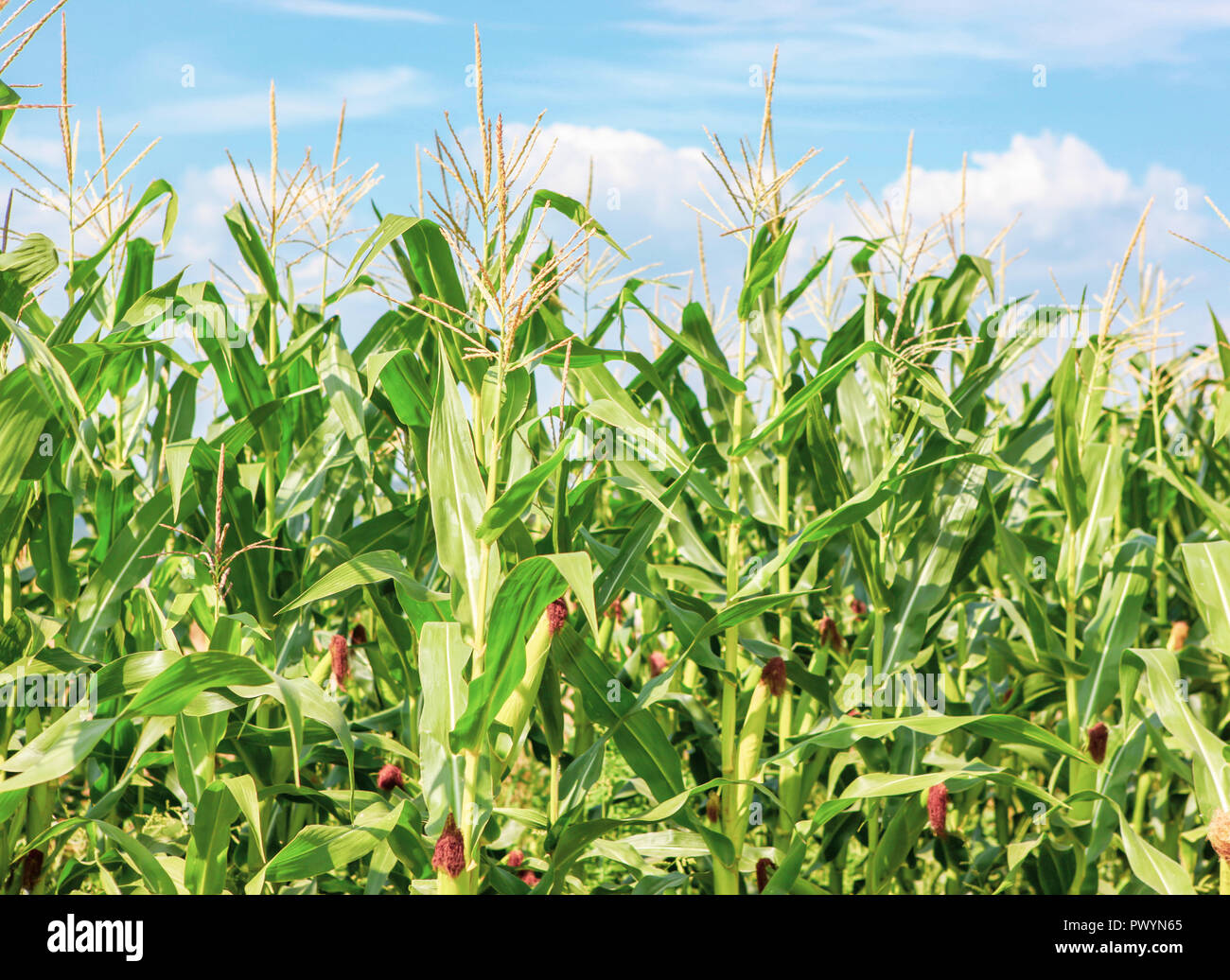 Ecologically clean production hi-res stock photography and images - Alamy