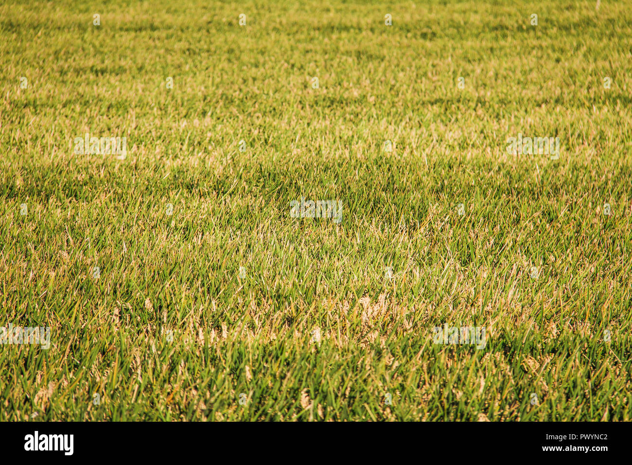Spikes of rice hi-res stock photography and images - Alamy