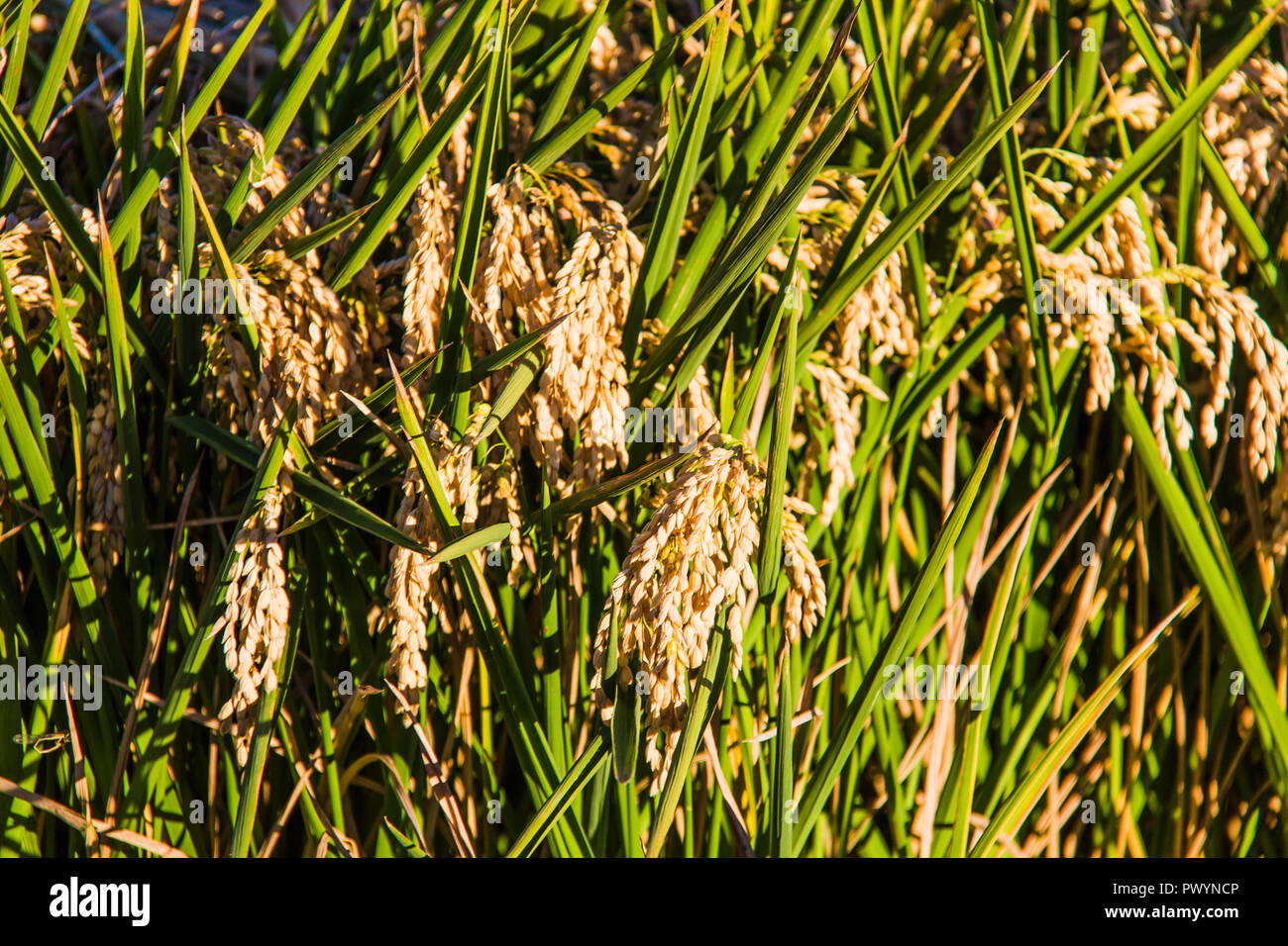 Paella rice fields hi-res stock photography and images - Alamy