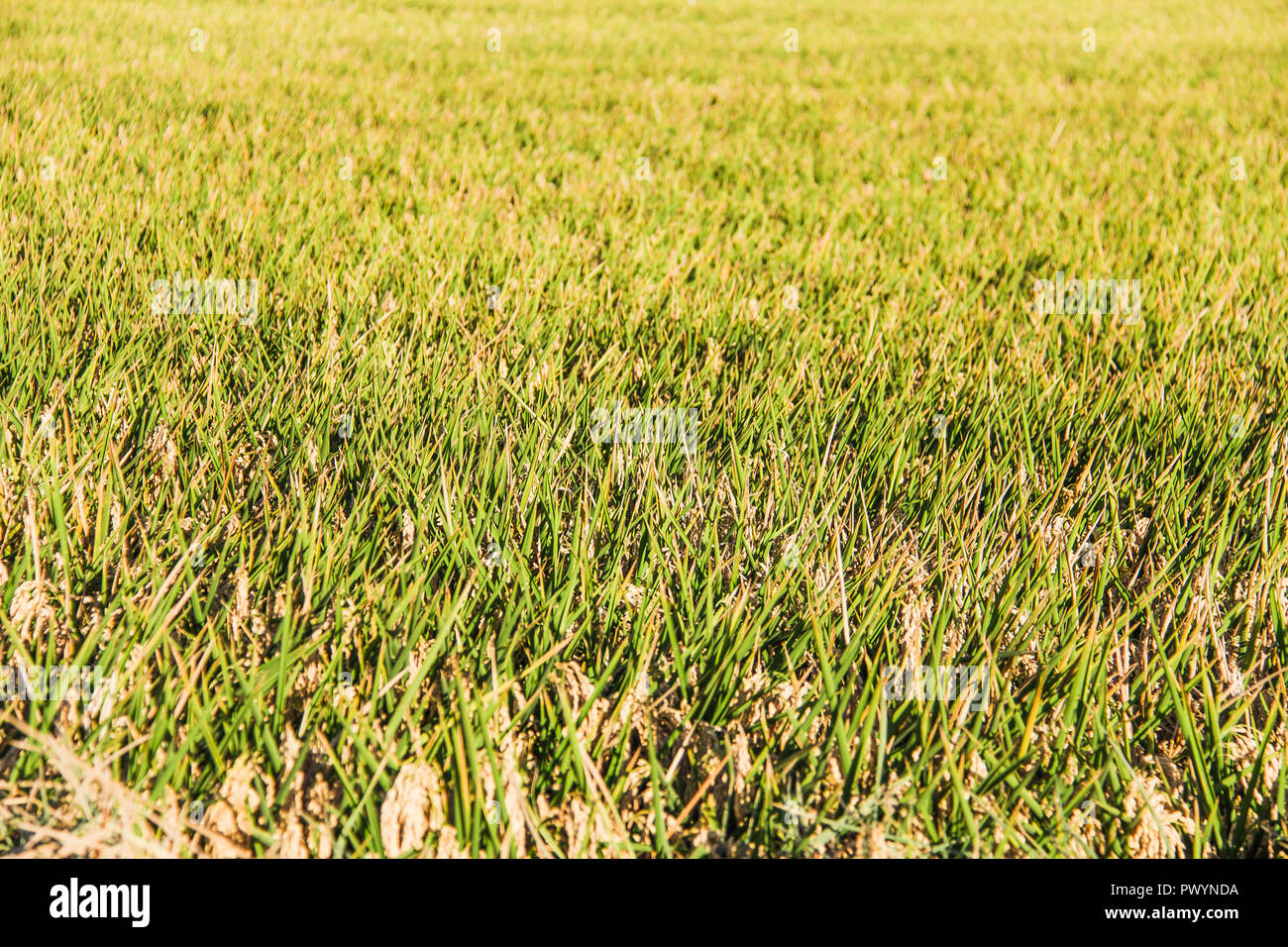 Rice fields valencia spain hi-res stock photography and images - Alamy