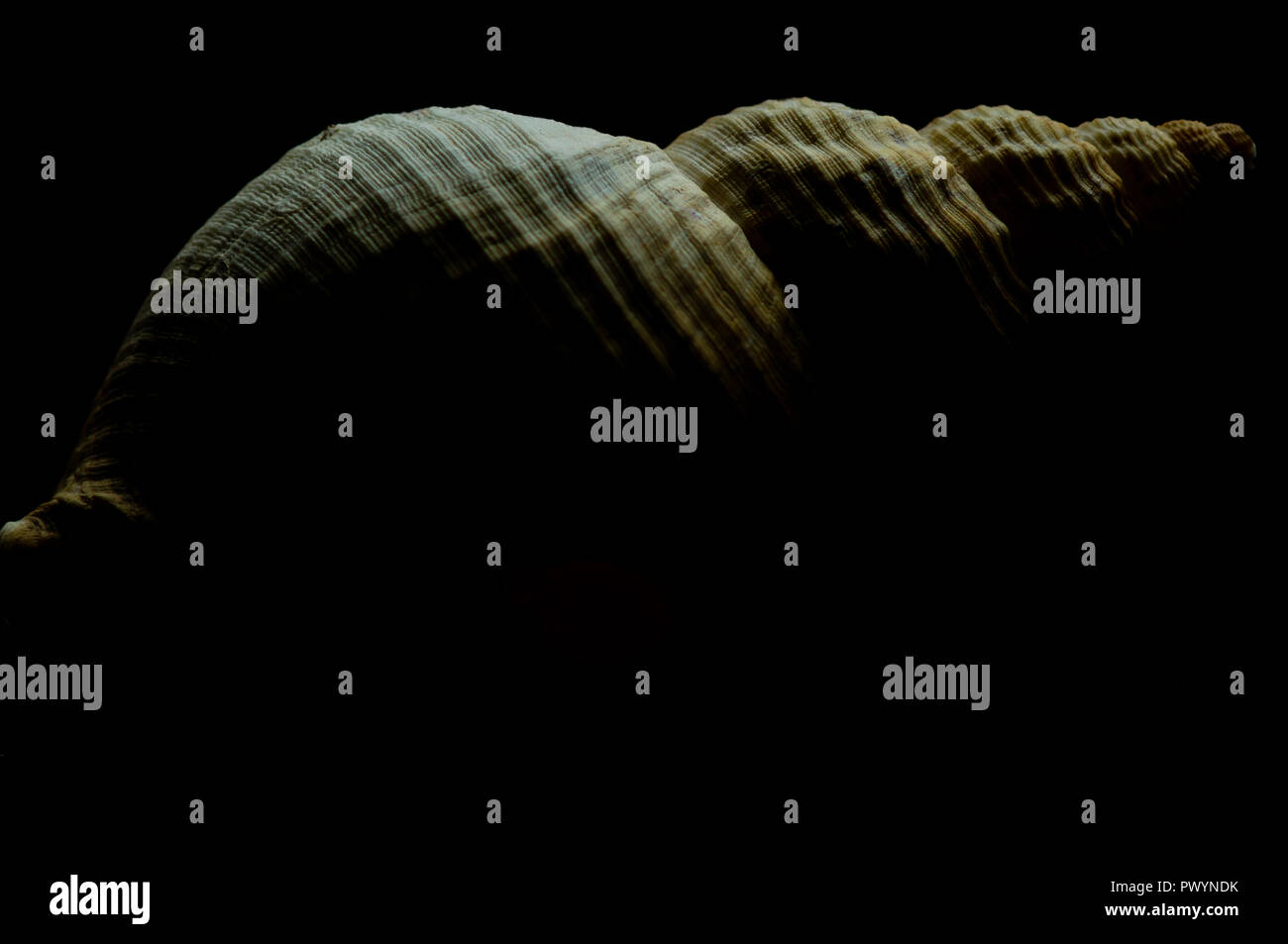 High contrast yet dramatic image of a shell with black as negative ...