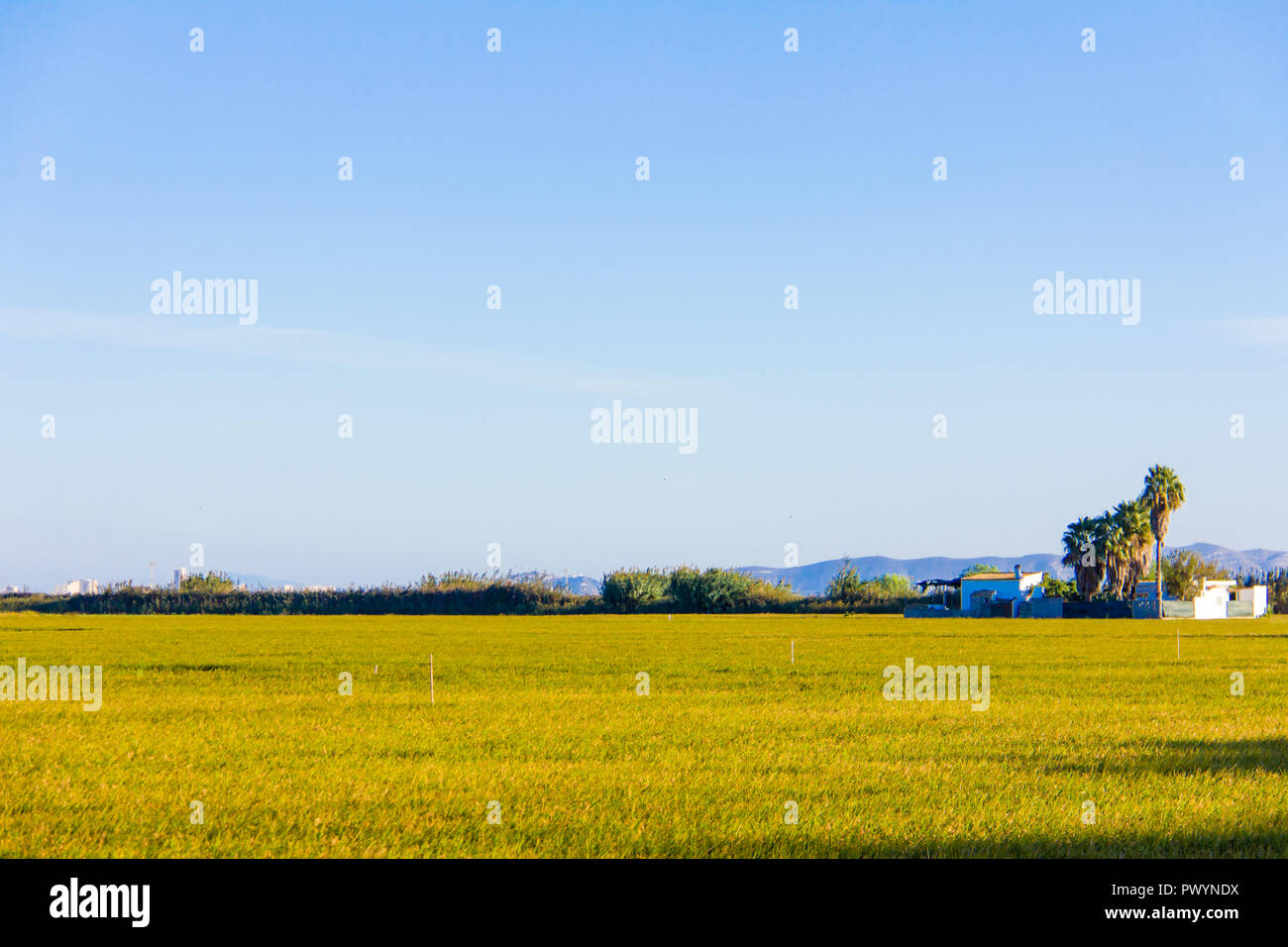 RIce fields in La Albufera, Valencia, Spain Stock Photo - Alamy