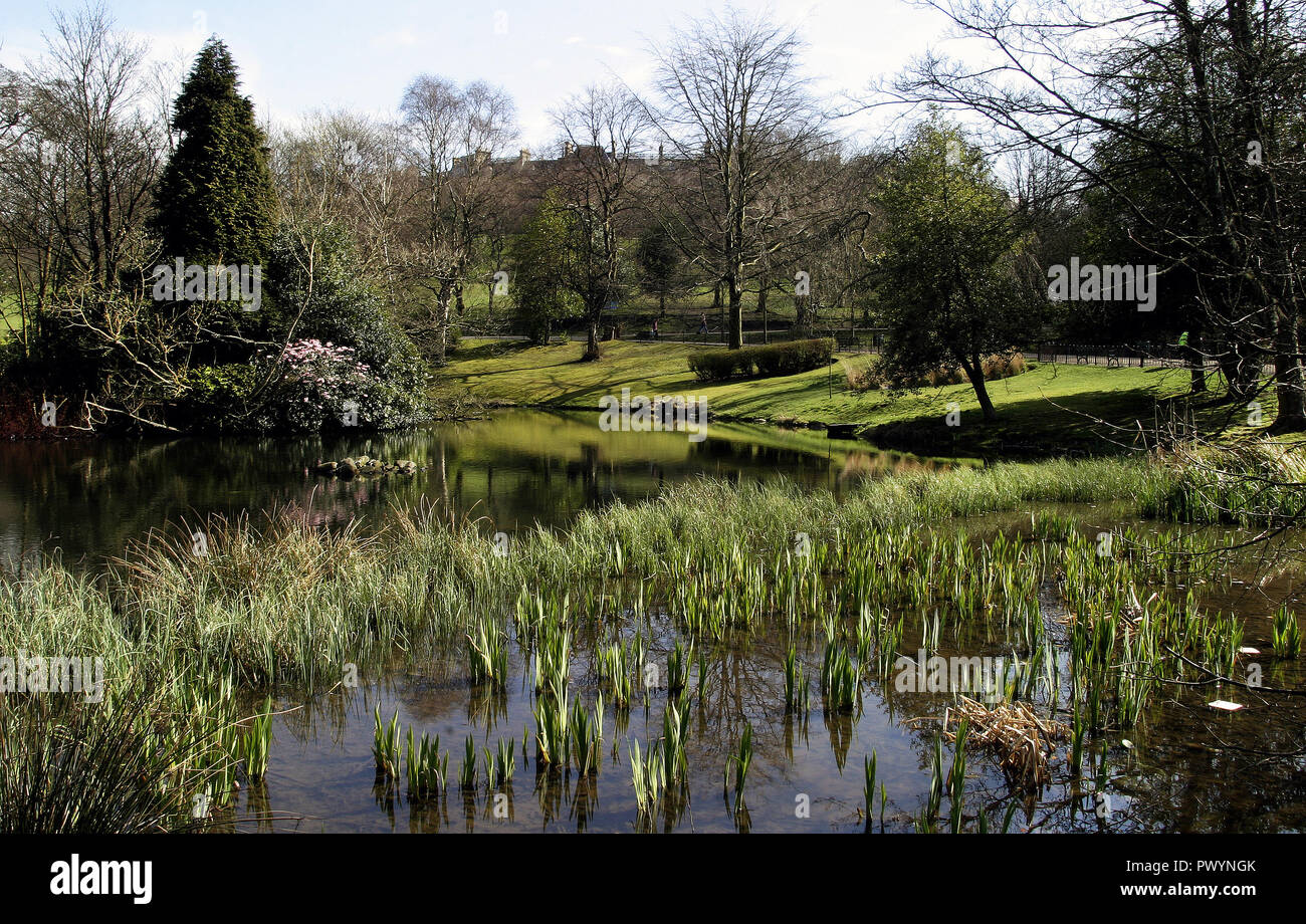 Kelvingrove park duck hi-res stock photography and images - Alamy
