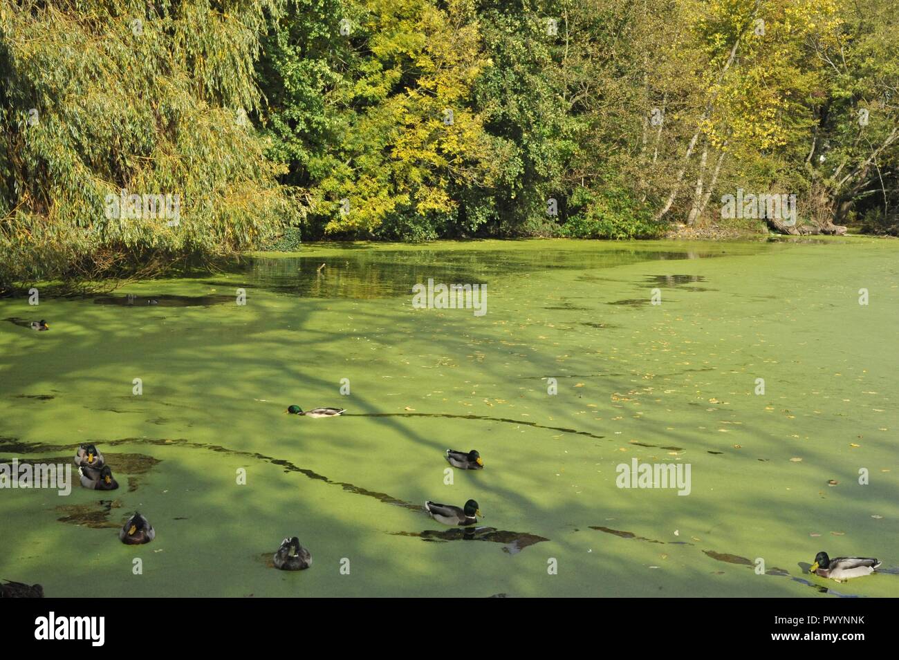 Beautiful Garden Lakes Stock Photo - Alamy