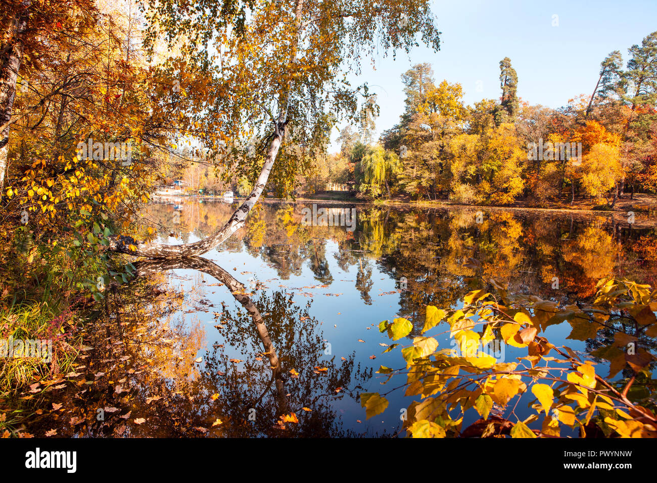 Incredibly beautiful trees hi-res stock photography and images - Alamy