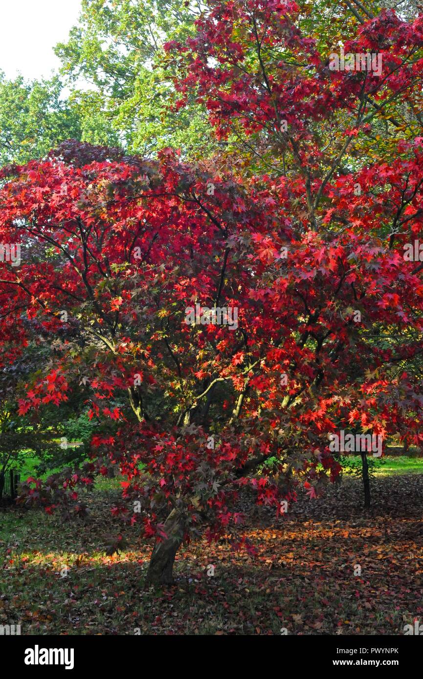 Glorious autumn colours Stock Photo - Alamy
