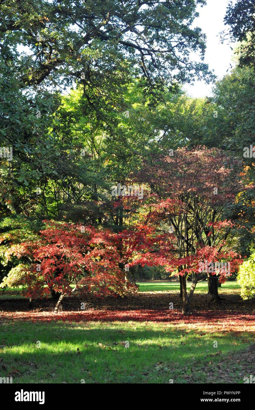 Glorious autumn colours Stock Photo - Alamy