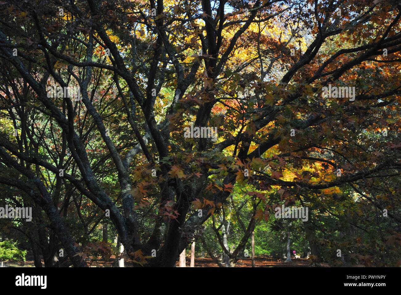 Glorious autumn colours Stock Photo - Alamy