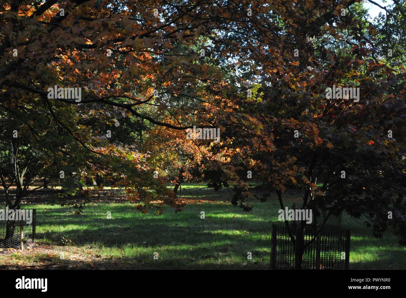 Glorious autumn colours Stock Photo - Alamy