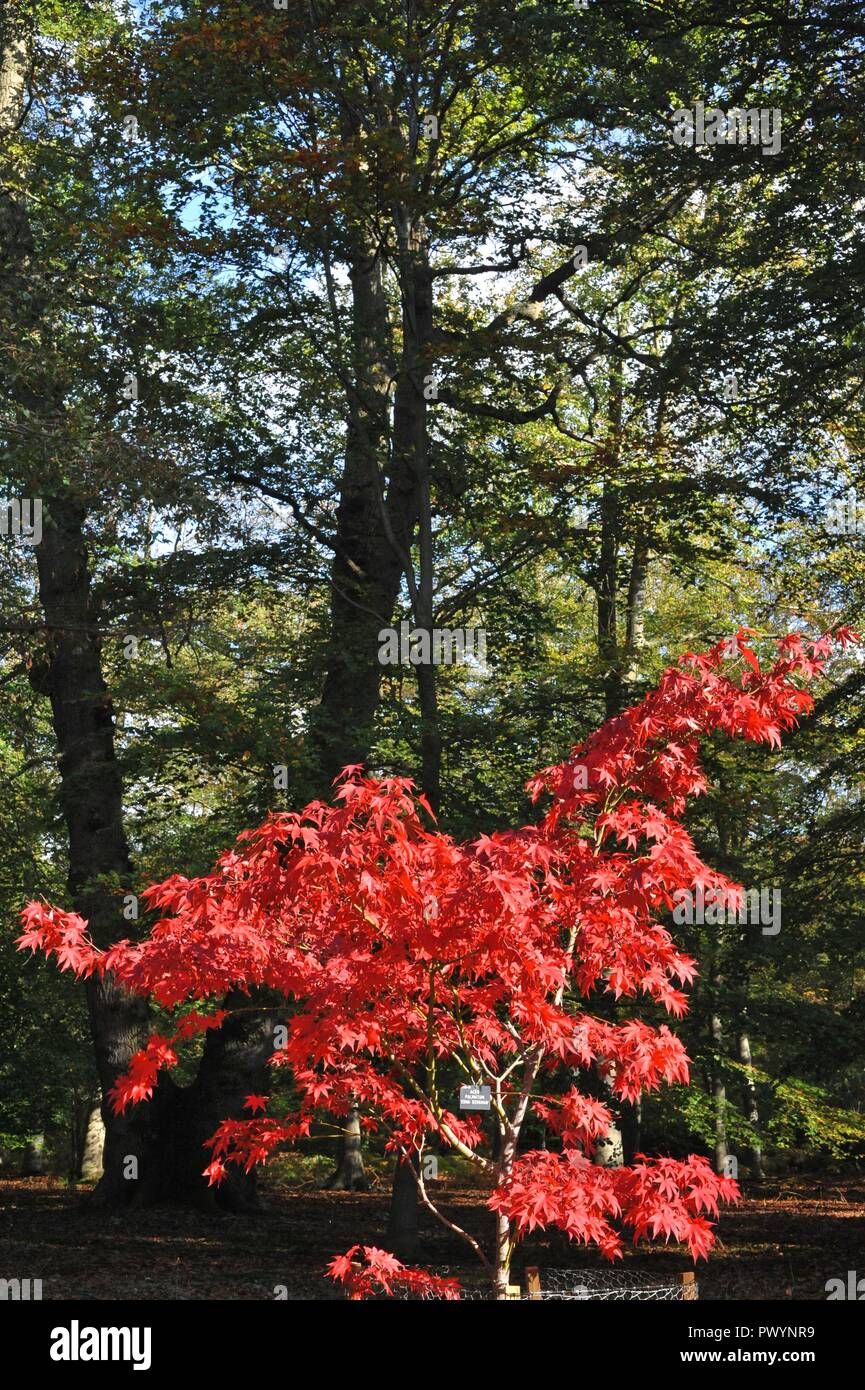 Glorious autumn colours Stock Photo - Alamy