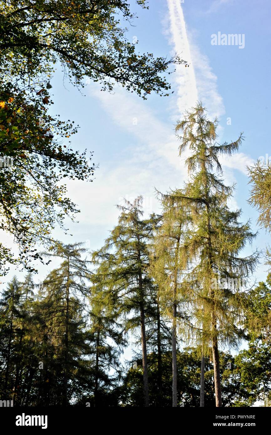 Glorious autumn colours Stock Photo - Alamy