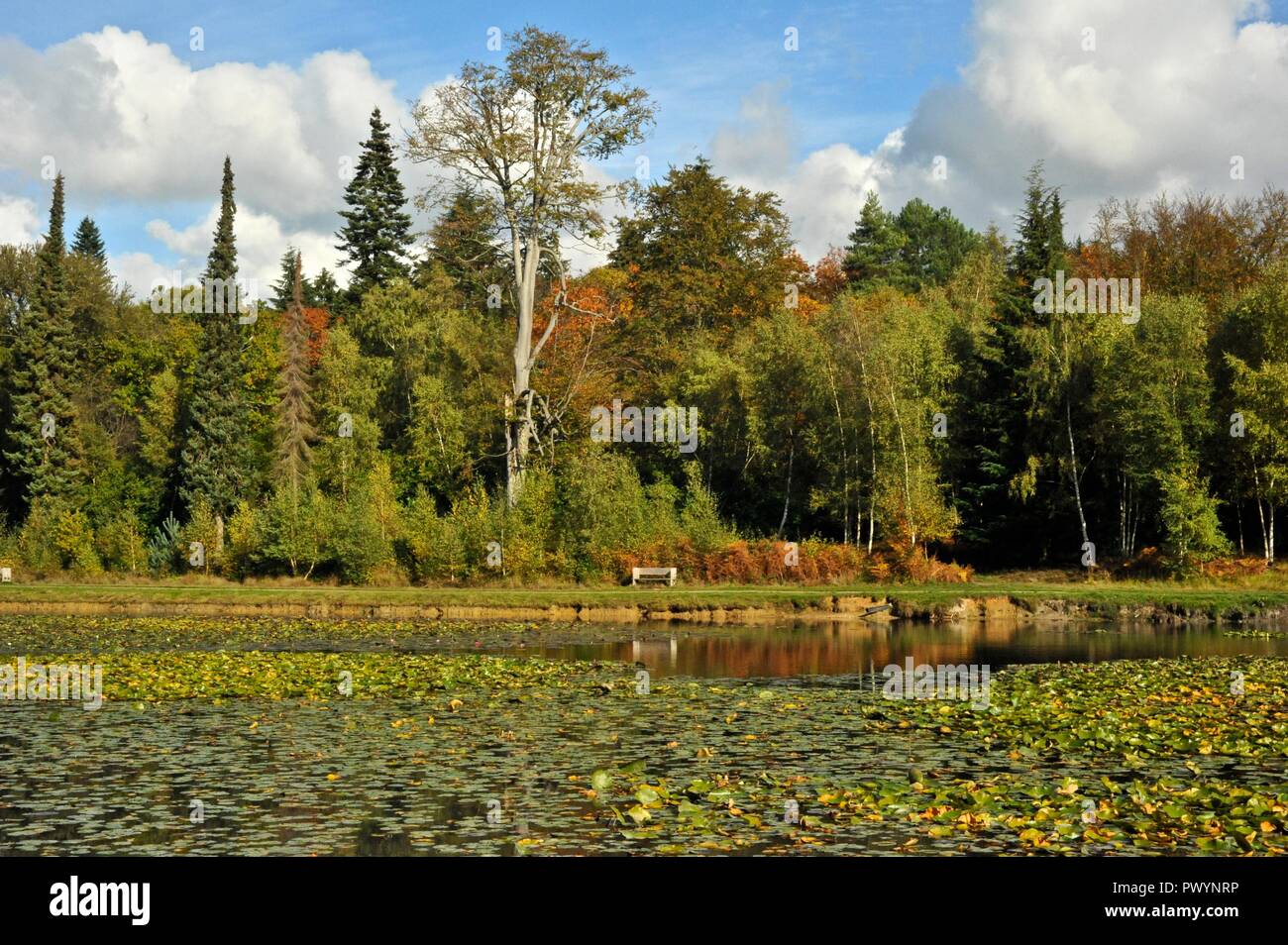 Glorious autumn colours Stock Photo - Alamy