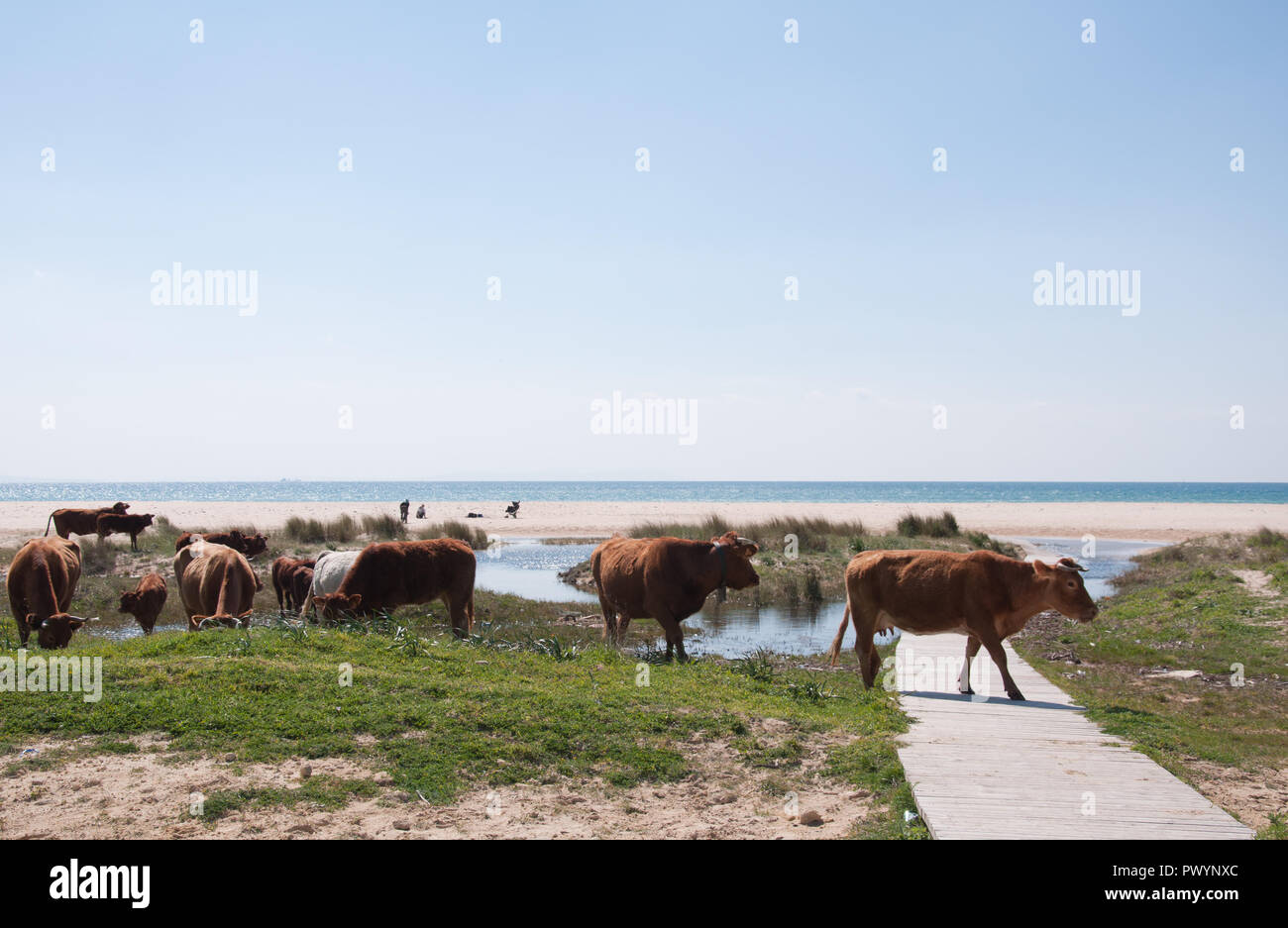 Herd of cattle on beach hi-res stock photography and images - Alamy