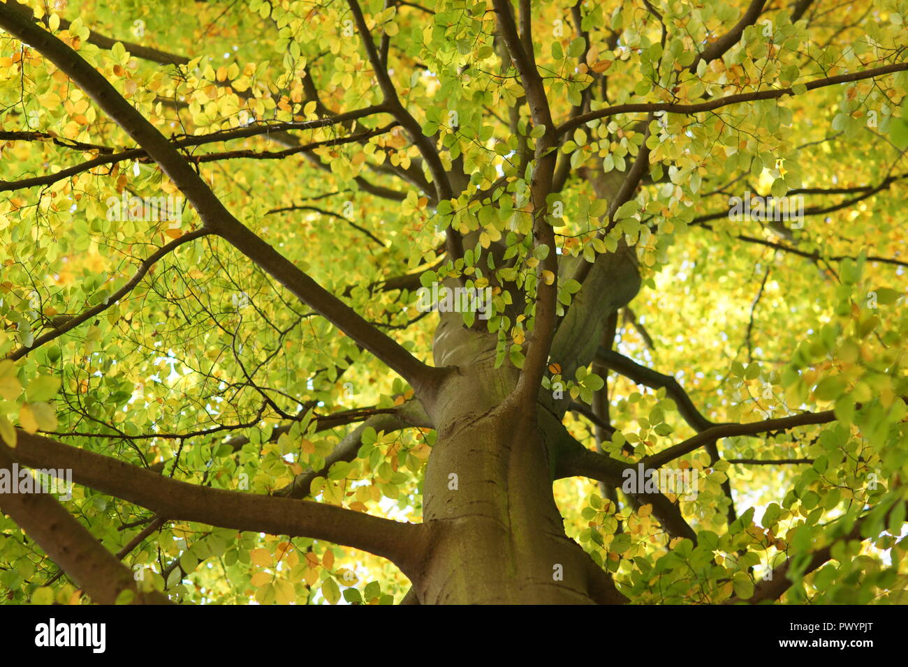 Beech crown hi-res stock photography and images - Alamy