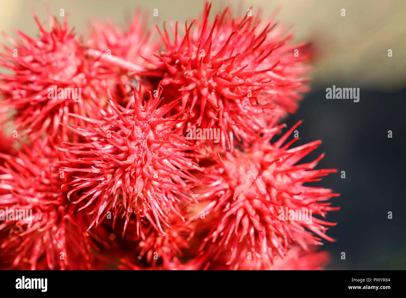 Spike red flower oil castor (Ricinus Communis) plant, a beautiful ...