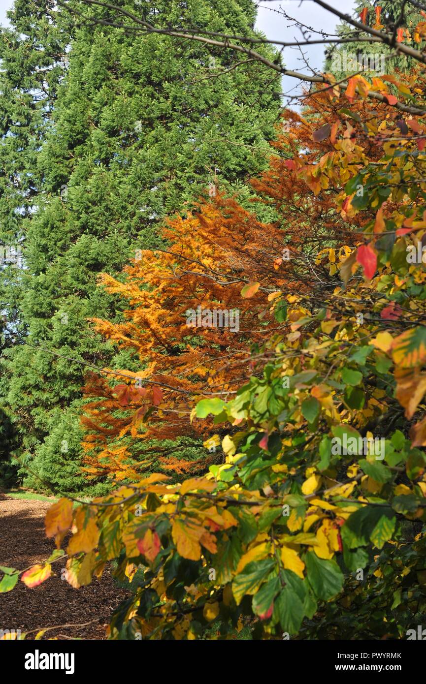 Glorious autumn colours Stock Photo - Alamy