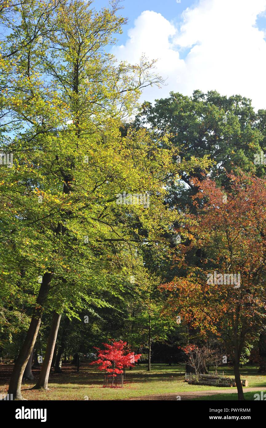Glorious autumn colours Stock Photo - Alamy