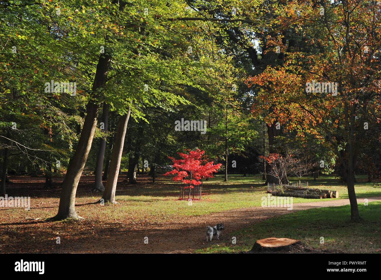 Glorious autumn colours Stock Photo - Alamy
