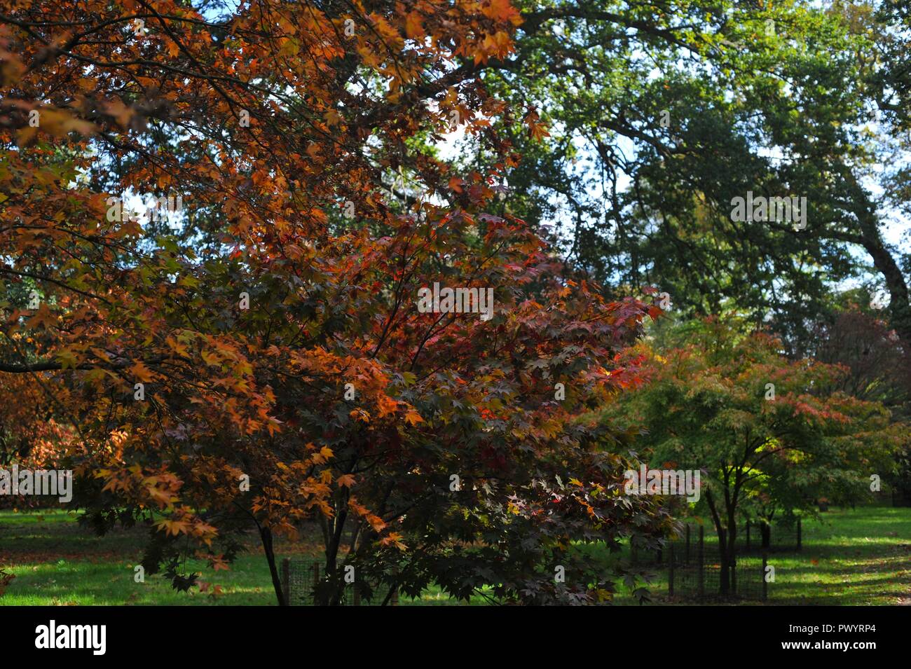 Glorious autumn colours Stock Photo - Alamy