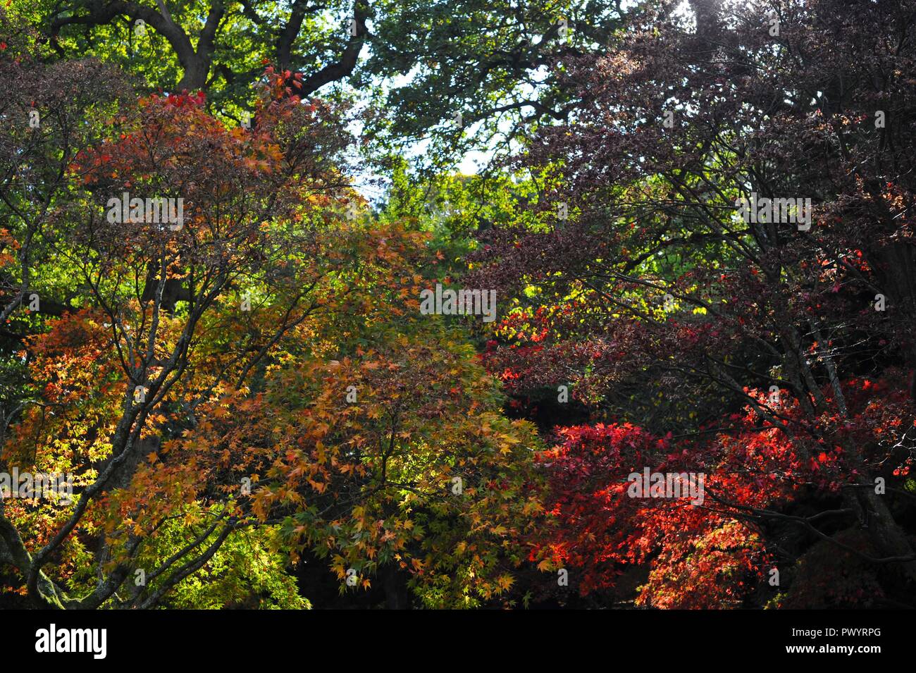 Glorious autumn colours Stock Photo - Alamy