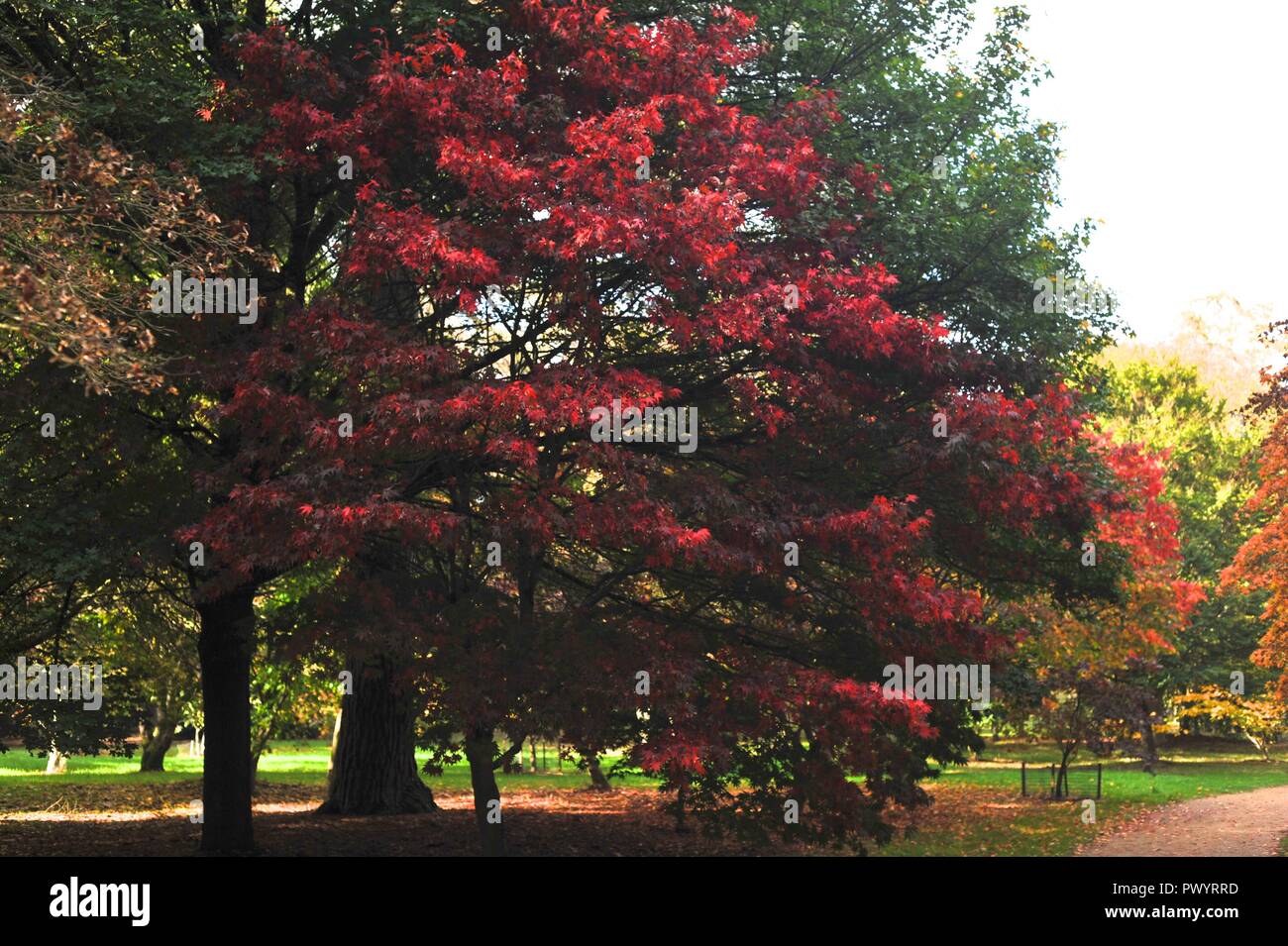 Glorious autumn colours Stock Photo - Alamy