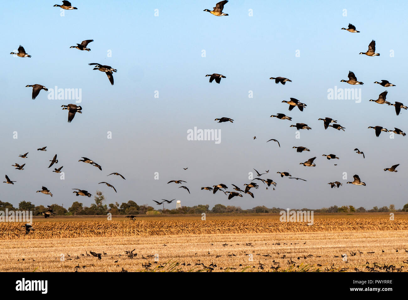 Preserve birds hi-res stock photography and images - Alamy