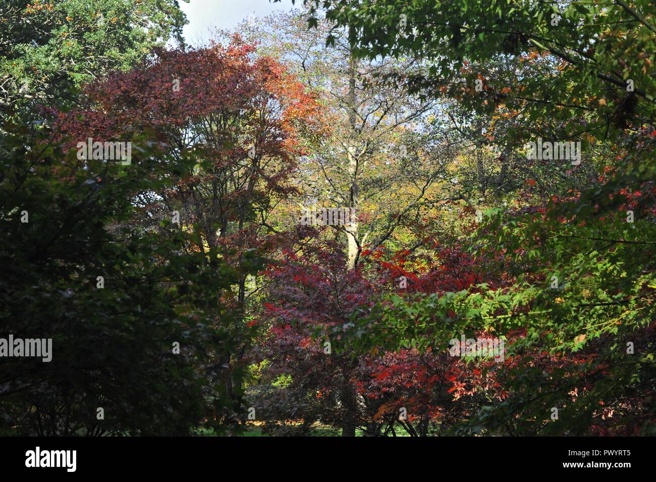 Glorious autumn colours Stock Photo - Alamy