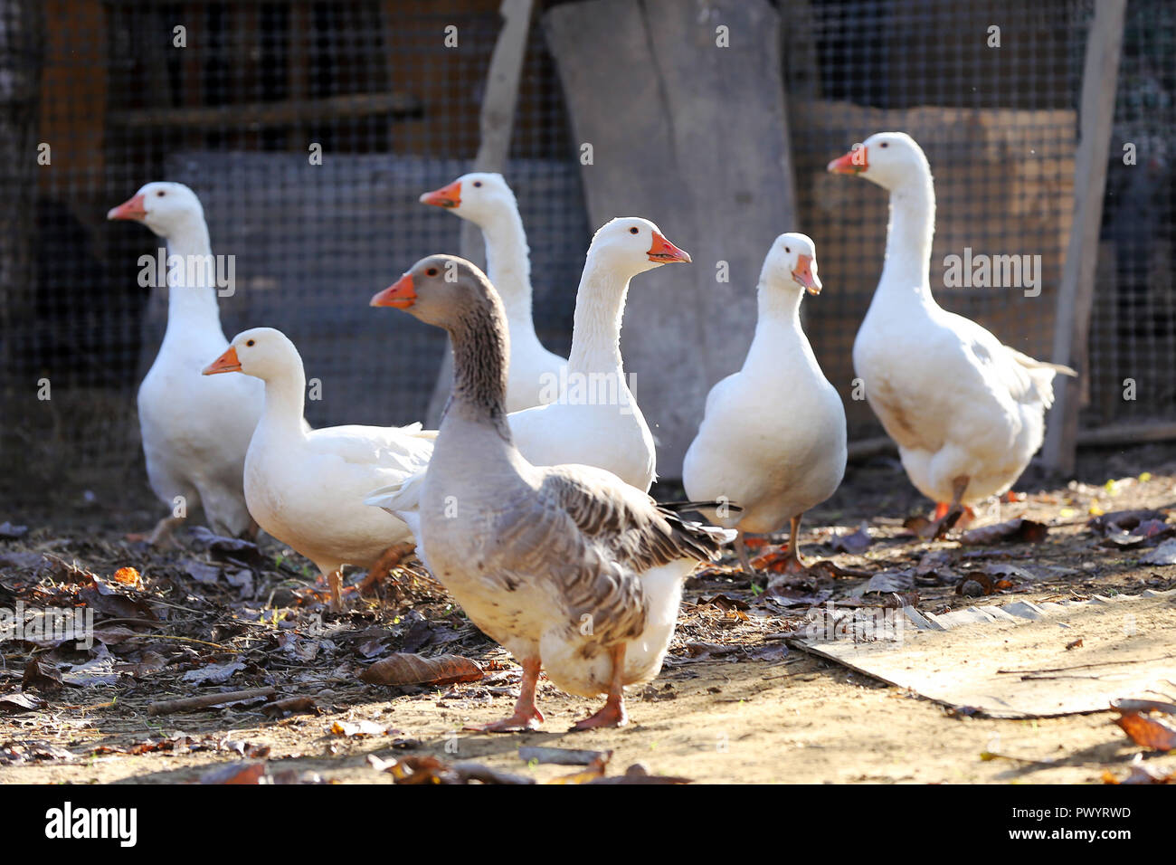 Farm Ducks And Geese