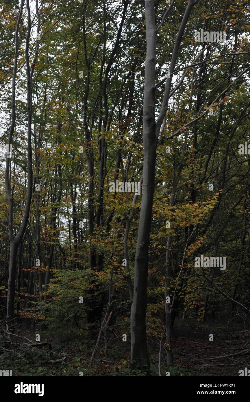 Glorious autumn colours Stock Photo - Alamy