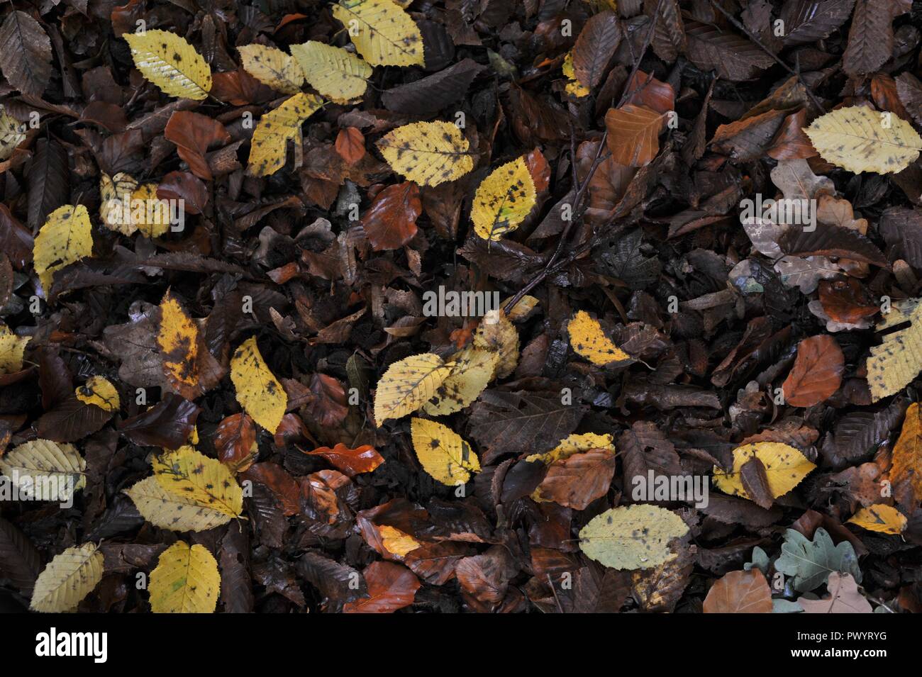 Warm autumn landscape colours Stock Photo - Alamy