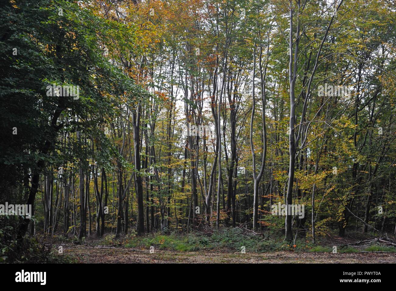 Glorious autumn colours Stock Photo - Alamy