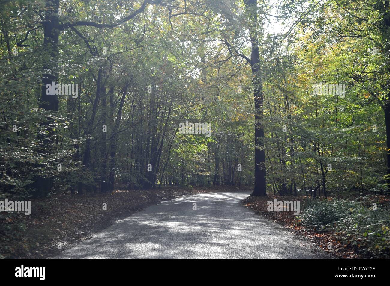 Glorious autumn colours Stock Photo - Alamy