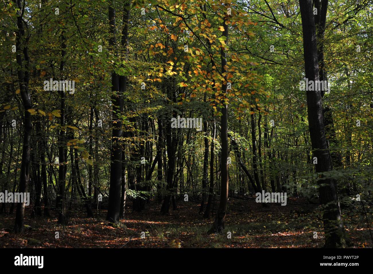 Glorious autumn colours Stock Photo - Alamy