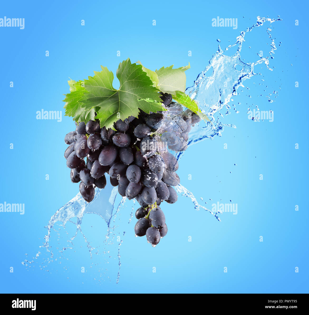 grapes in water splash on a blue background Stock Photo - Alamy