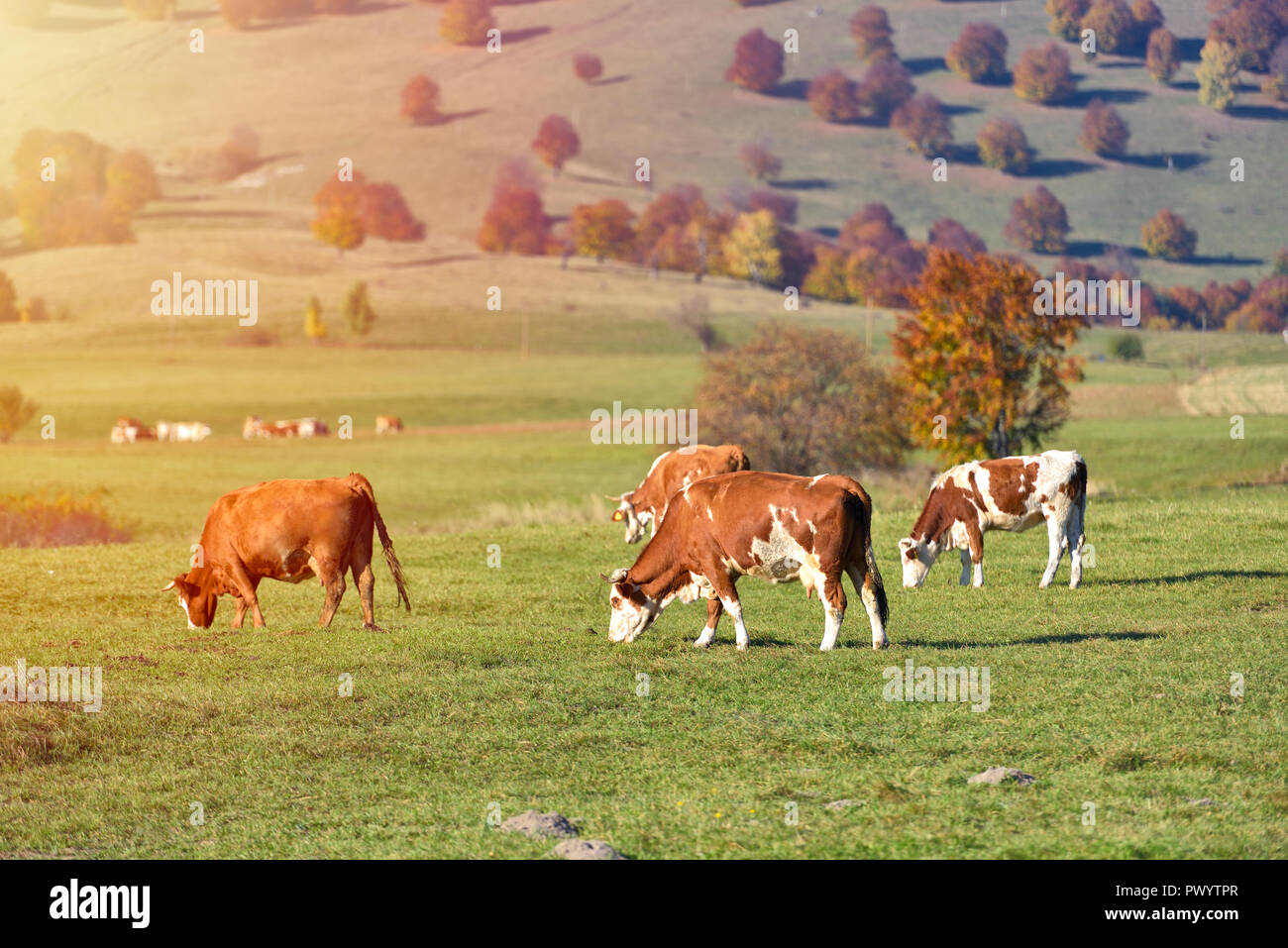 Cow eating in the sunset hi-res stock photography and images - Alamy
