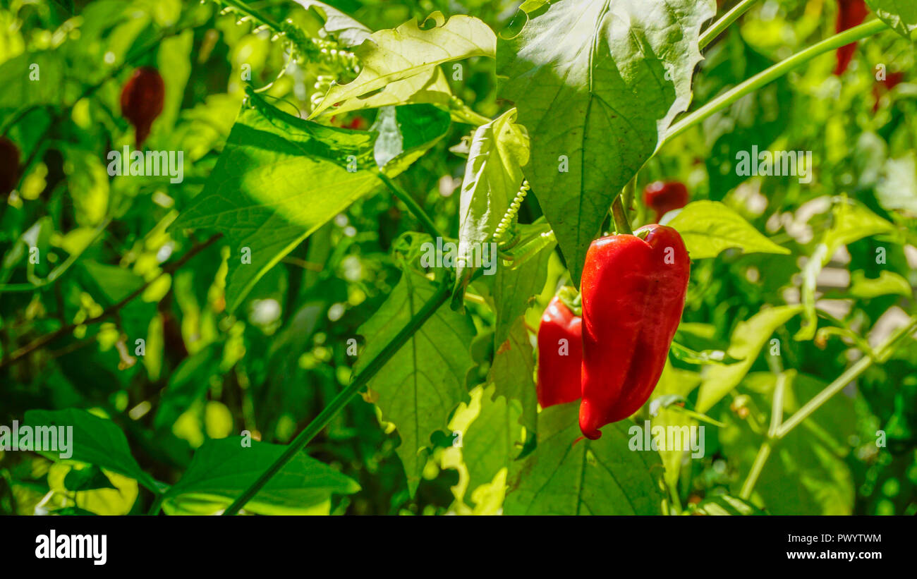 Piquillo hi-res stock photography and images - Alamy