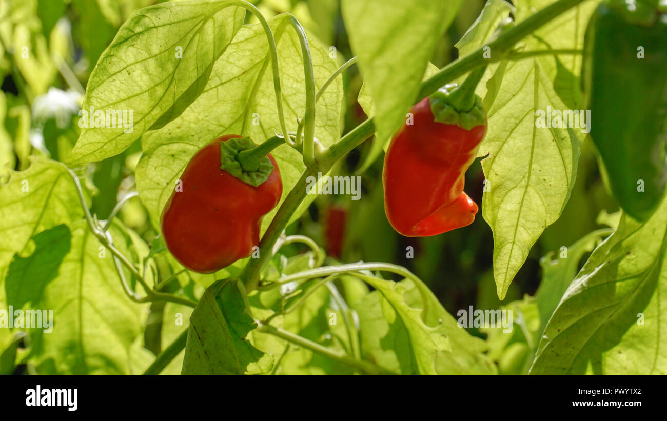 Pepper field hi-res stock photography and images - Alamy