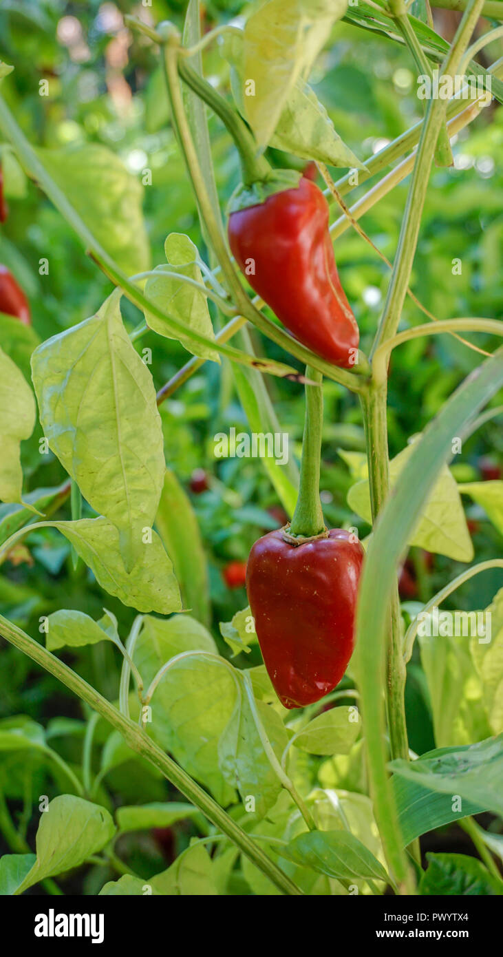 Seasonal harvest red peppers hi-res stock photography and images - Alamy