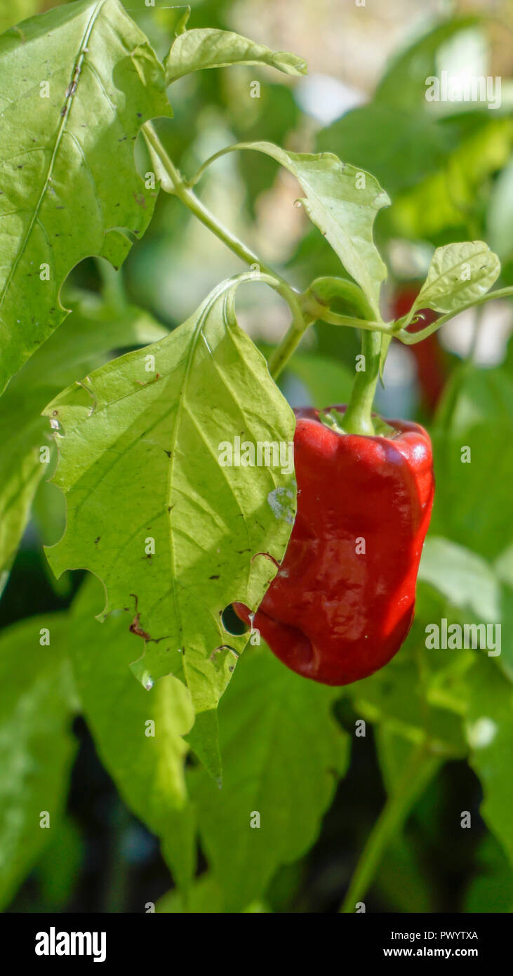 Pepper field hi-res stock photography and images - Alamy