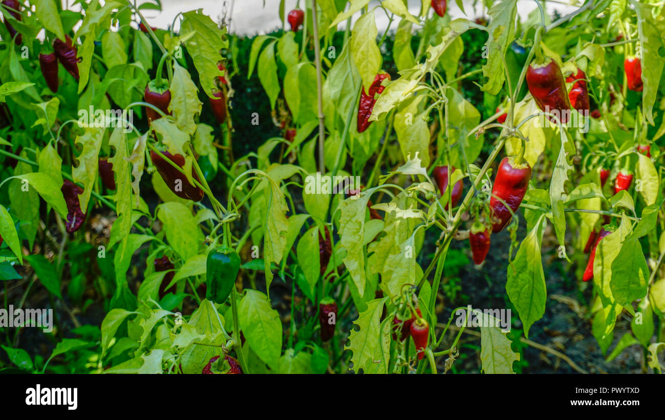 6 peppers hi-res stock photography and images - Alamy